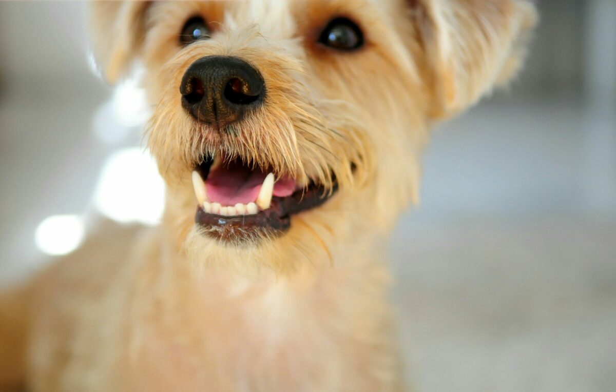 ¿Cuándo se le caen los dientes de leche a los perros cachorros?