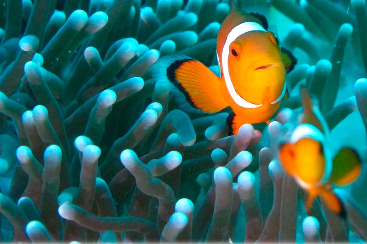 13 curiosidades sobre los peces que te sorprenderán
