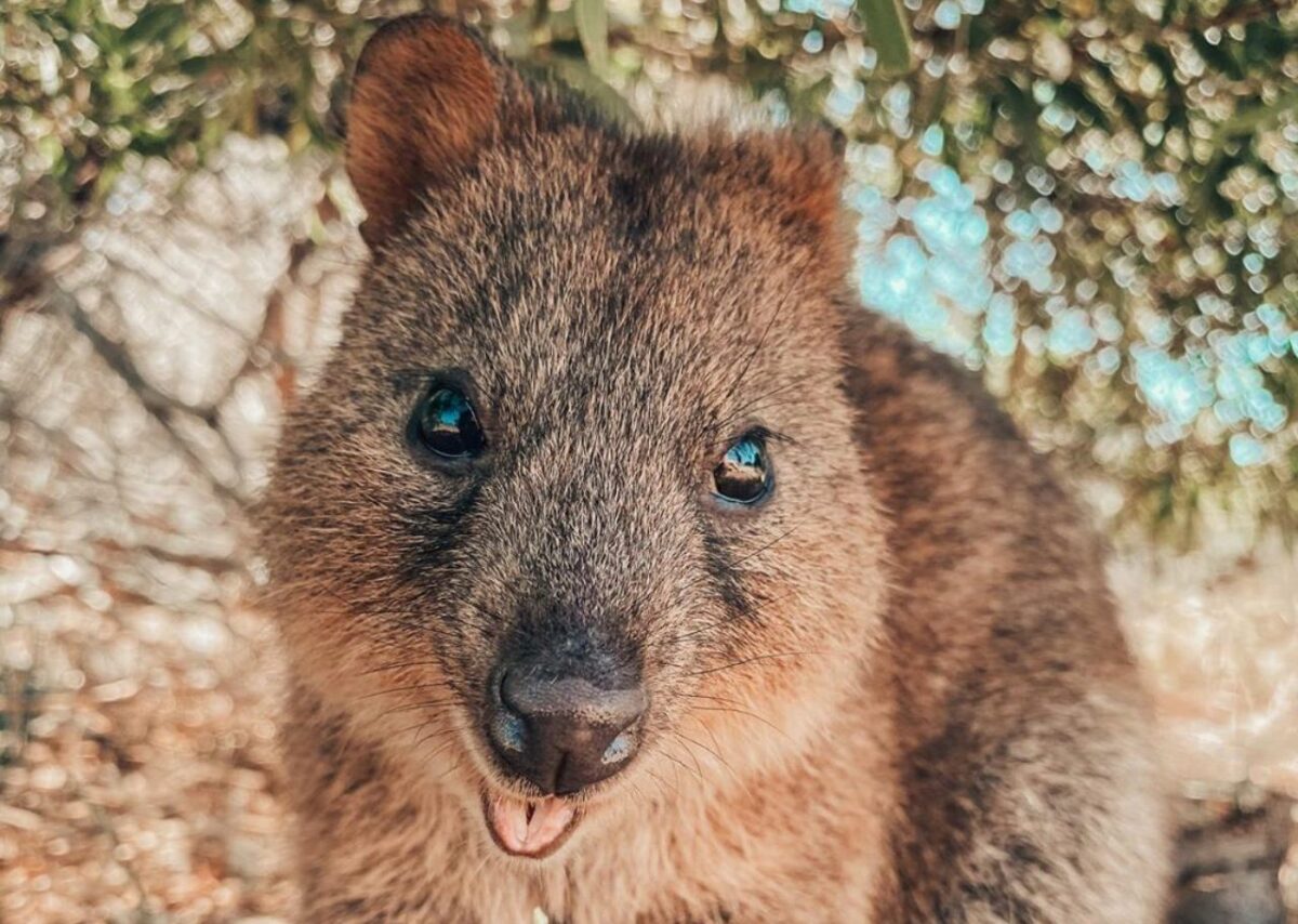 Quokka: el animal más feliz del mundo que te sacará una sonrisa