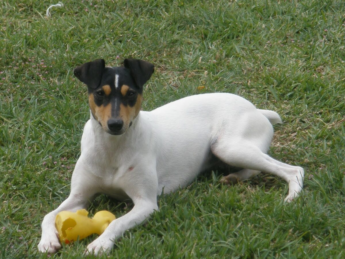 Ratonero Bodeguero Andaluz: curiosidades, comportamiento y todo lo que ...