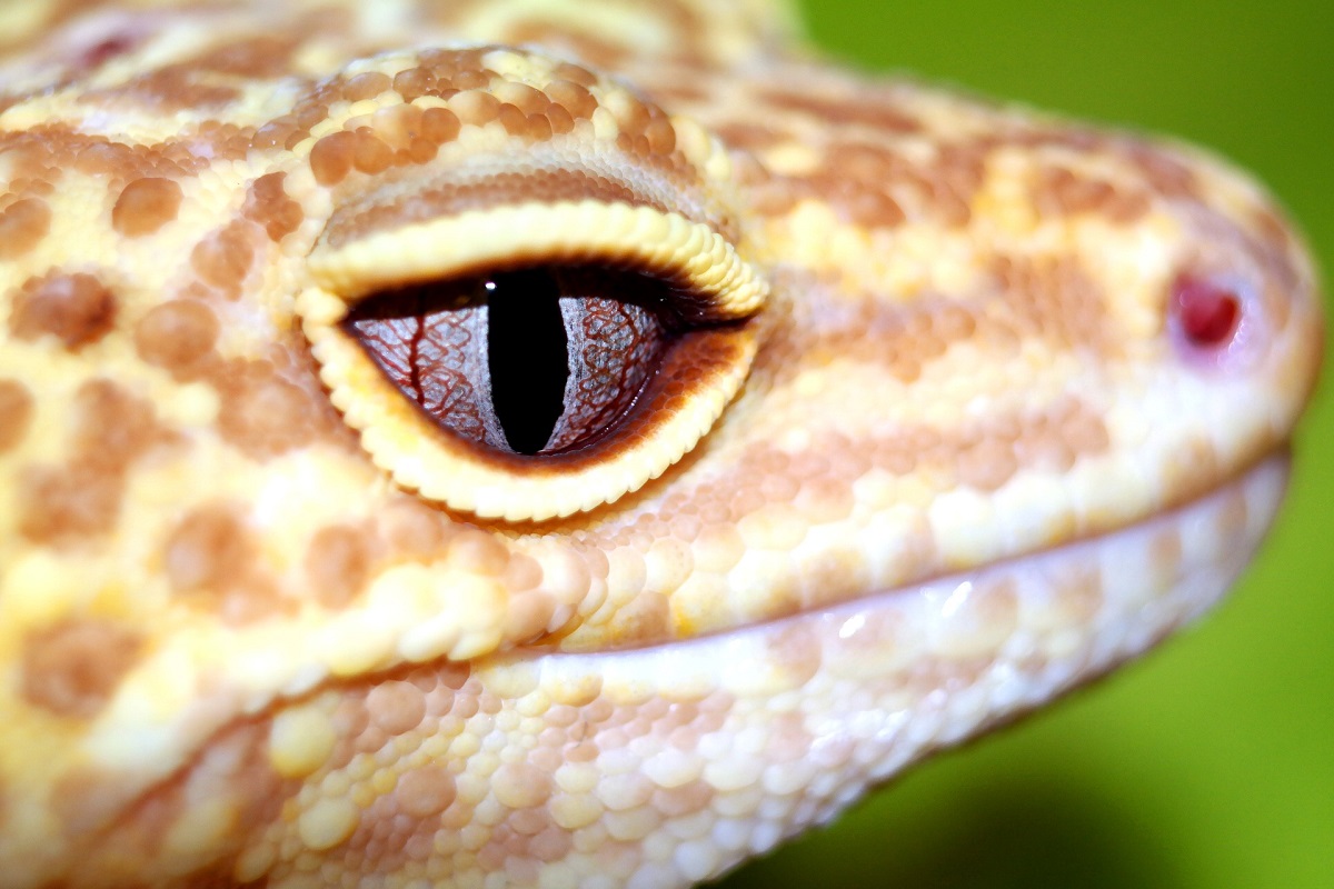 Gecko Leopardo: información y cuidados para tenerlo como mascota