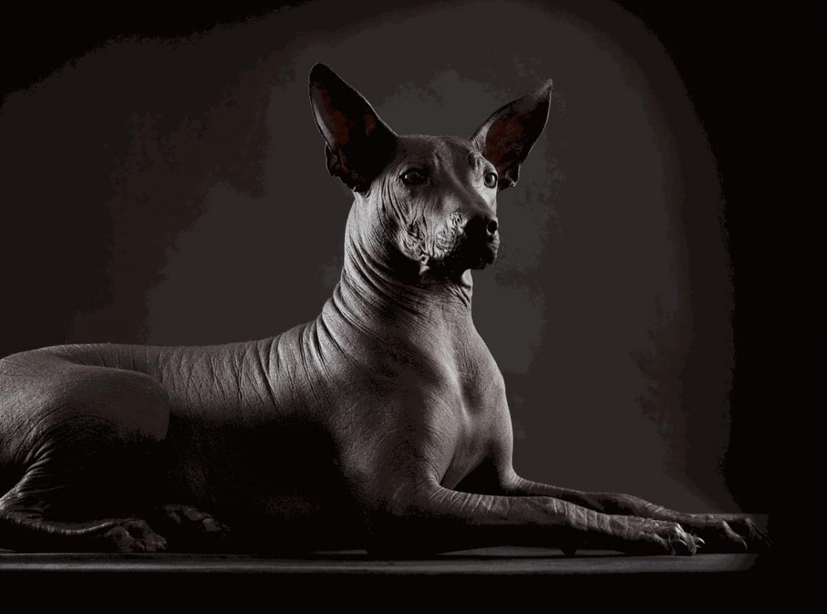 Perro Xoloitzcuintle: características, comportamiento y todo lo que ...