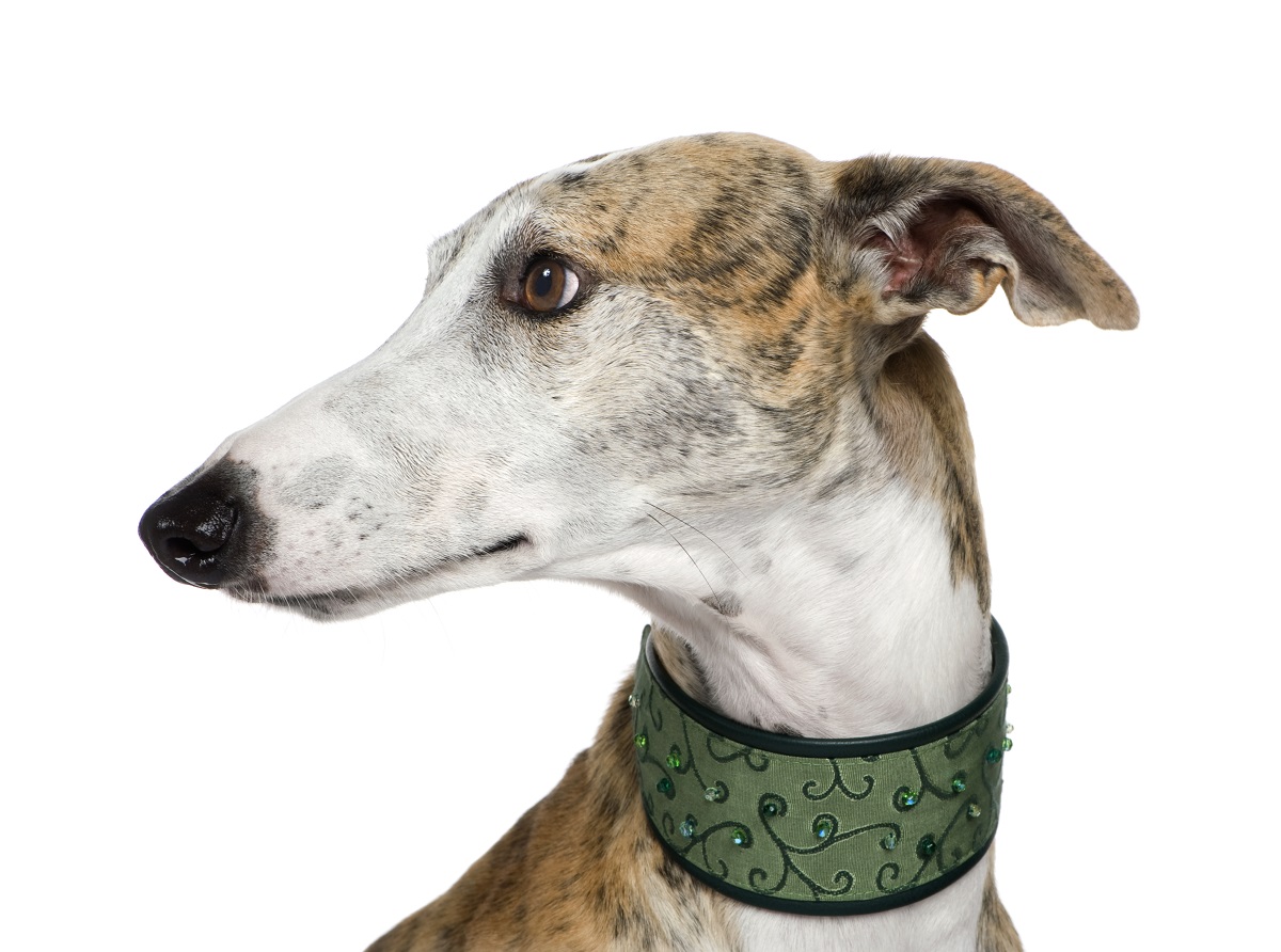 Perro Galgo Español: características, comportamiento y todo lo que ...