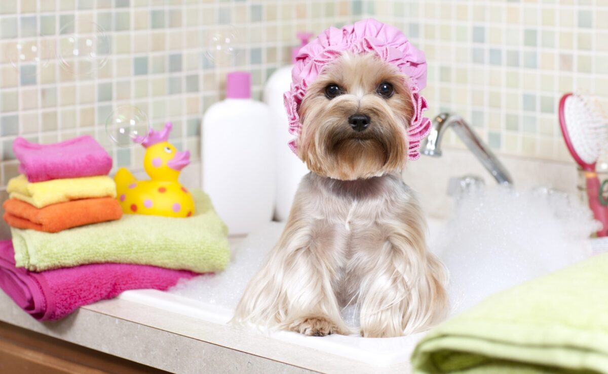 Consejos y trucos para bañar a tu perro en casa y que no lo odie
