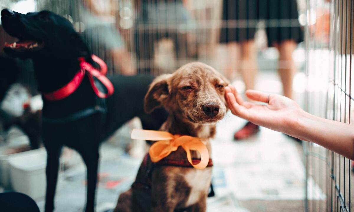 Cómo adoptar un perro en Asturias: requisitos e información detallada