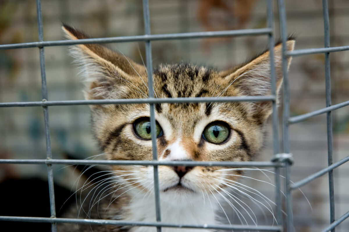 Adoptar a un gato: guía completa con todo lo que debes saber