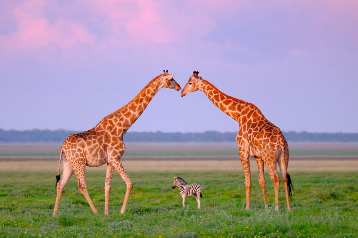 Los 10 animales más grandes del mundo... ¡Que conozcamos!