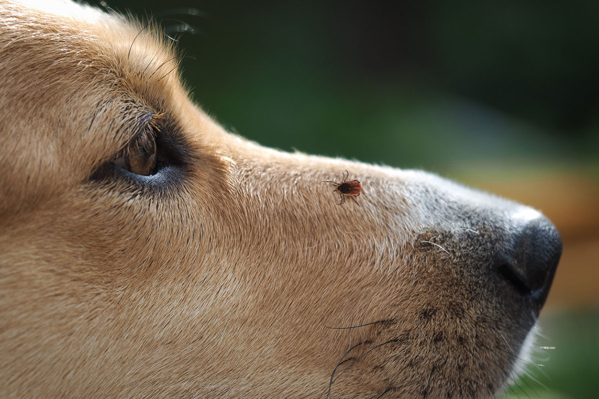 Los mejores tratamientos para evitar las garrapatas en perros