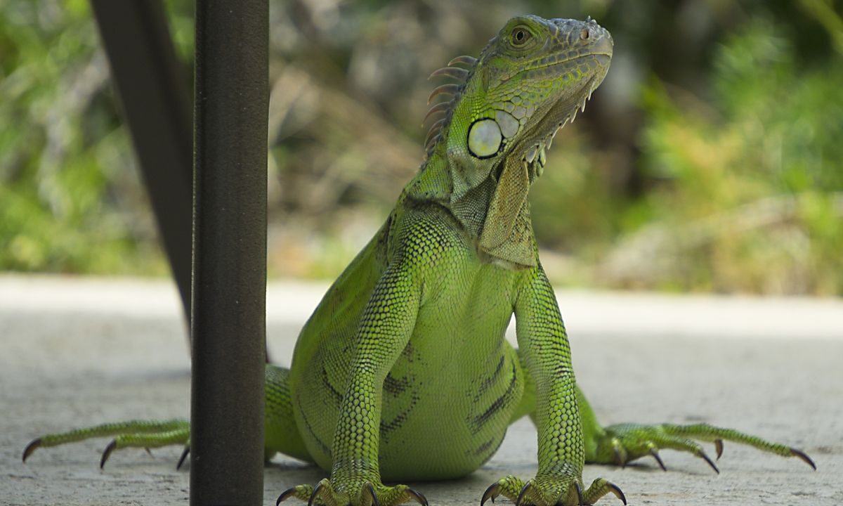 Los 4 animales salvajes que más tenemos como mascota