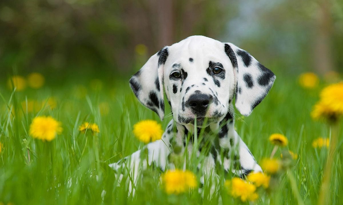 Perro dálmata: características, comportamiento y todo lo que debes saber