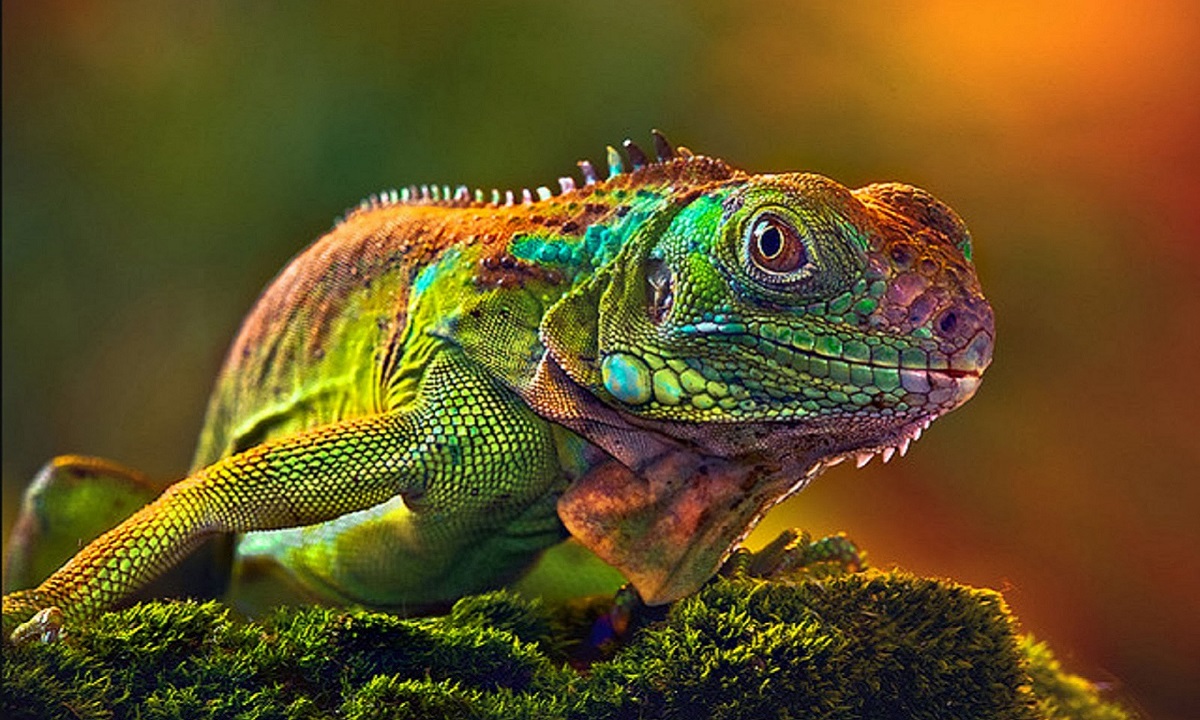 ¿Cómo cambian de color los camaleones y por qué lo hacen?