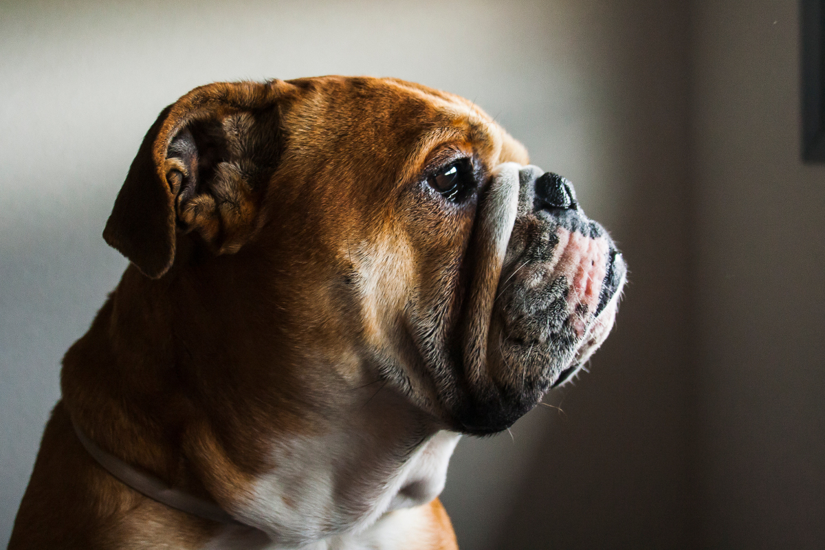 Perro Bulldog: todo lo que debes saber para su cuidado