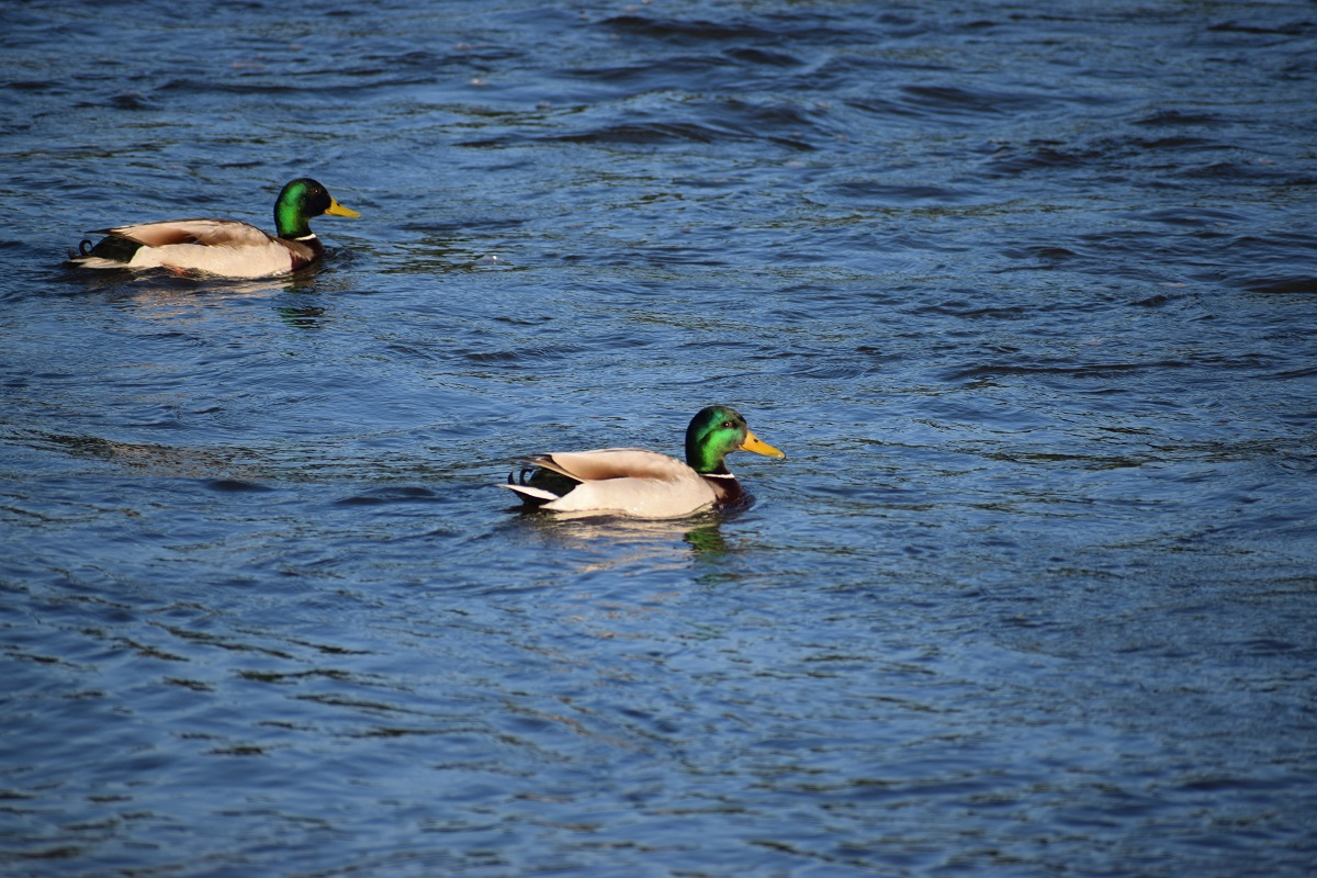 Qué comen los patos: cómo alimentar bien a este animal