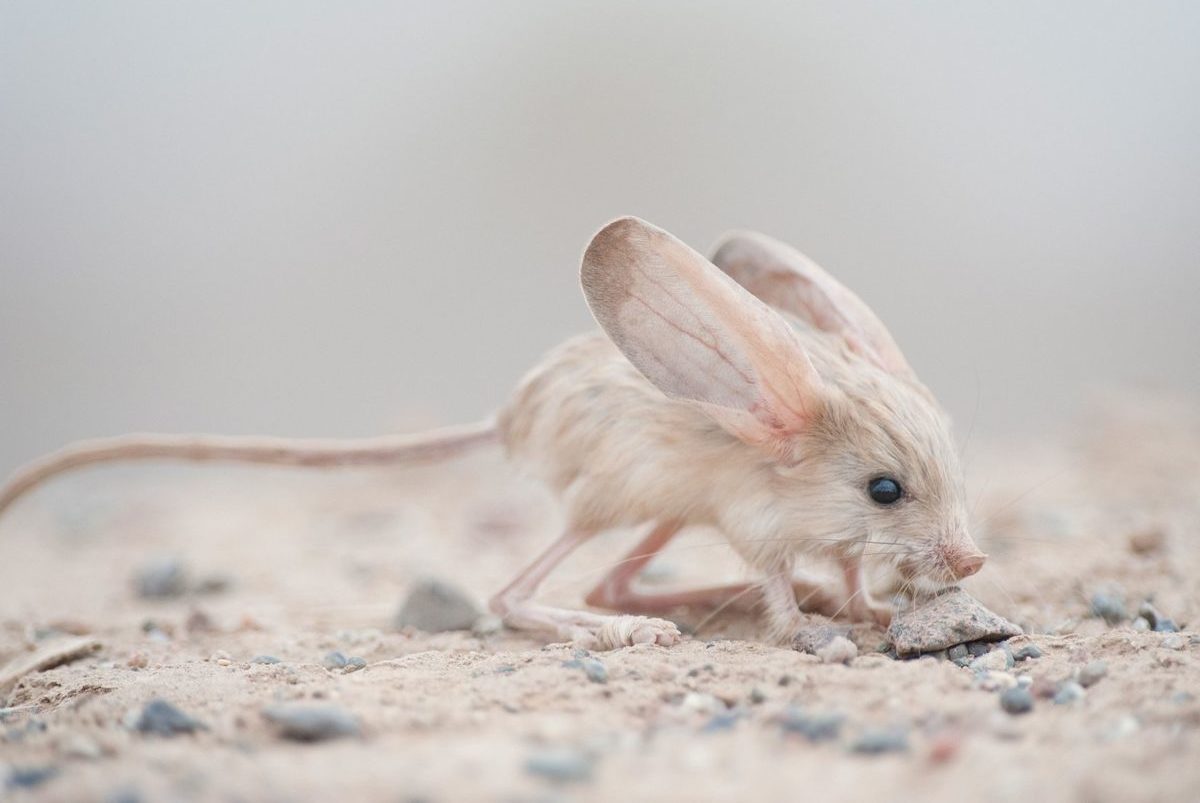 Jerbo del desierto: curiosidades sobre este diminuto roedor
