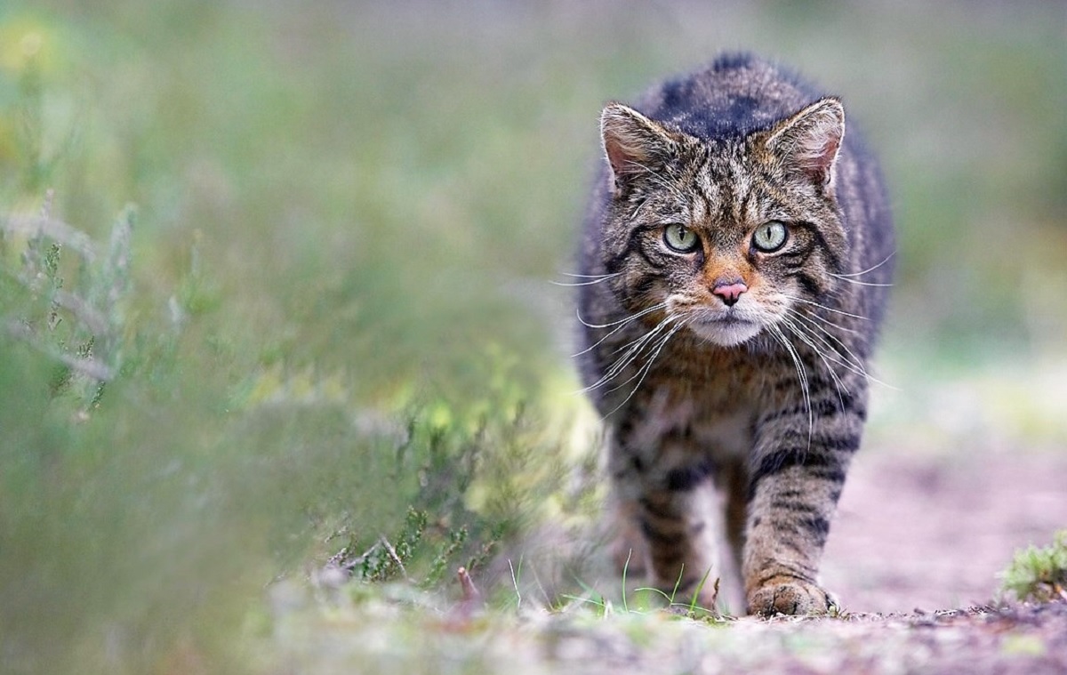 Gato montés: todo lo que debes saber sobre este animal