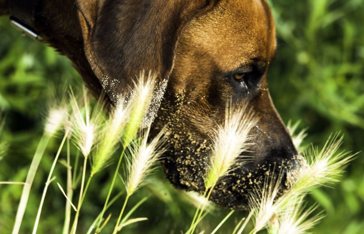 ¿Sabías que existen plantas medicinales beneficiosas para las mascotas?